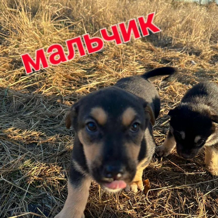 Подарите новую жизнь щенятам щенки