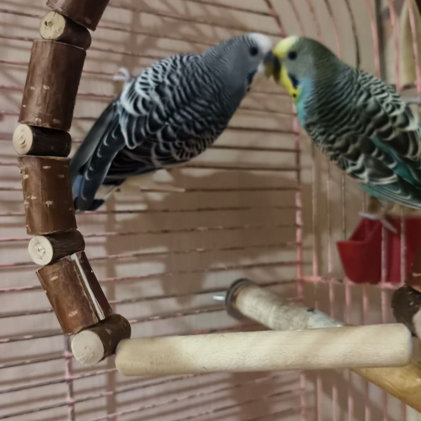 Волнистый попугай