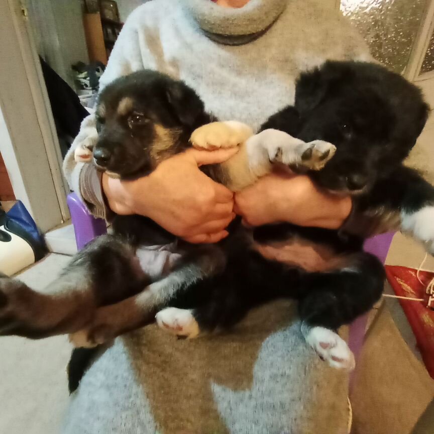 Щенок в добрые руки