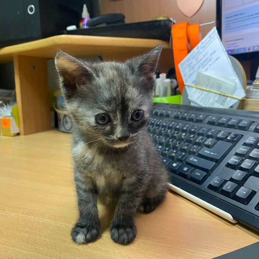 Котенок девочка 1 месяц