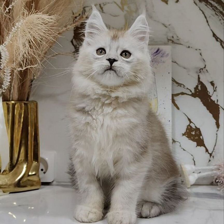 Котик ns 25 pale silver
