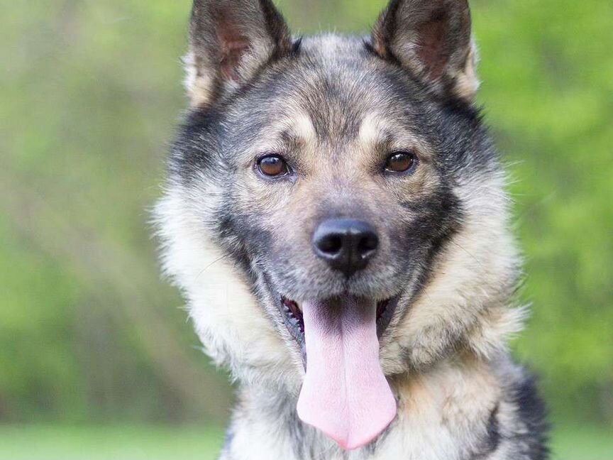 Собака в добрые руки мальчик