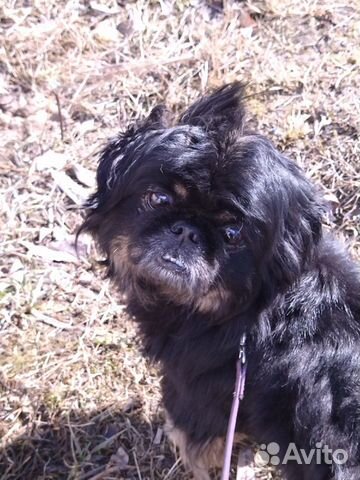 Милый и воспитанный японский хин