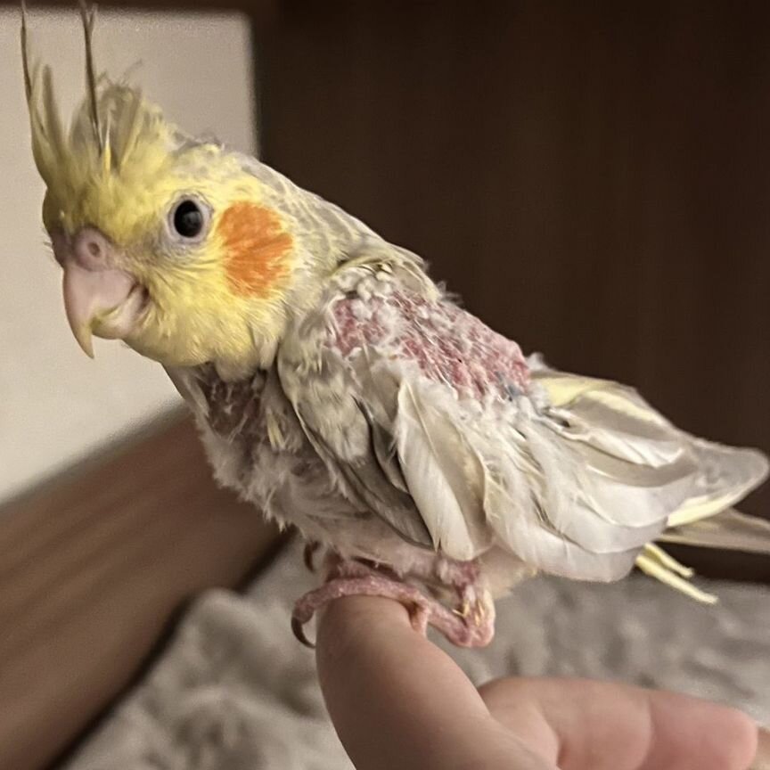 Попугай карелла птенцы