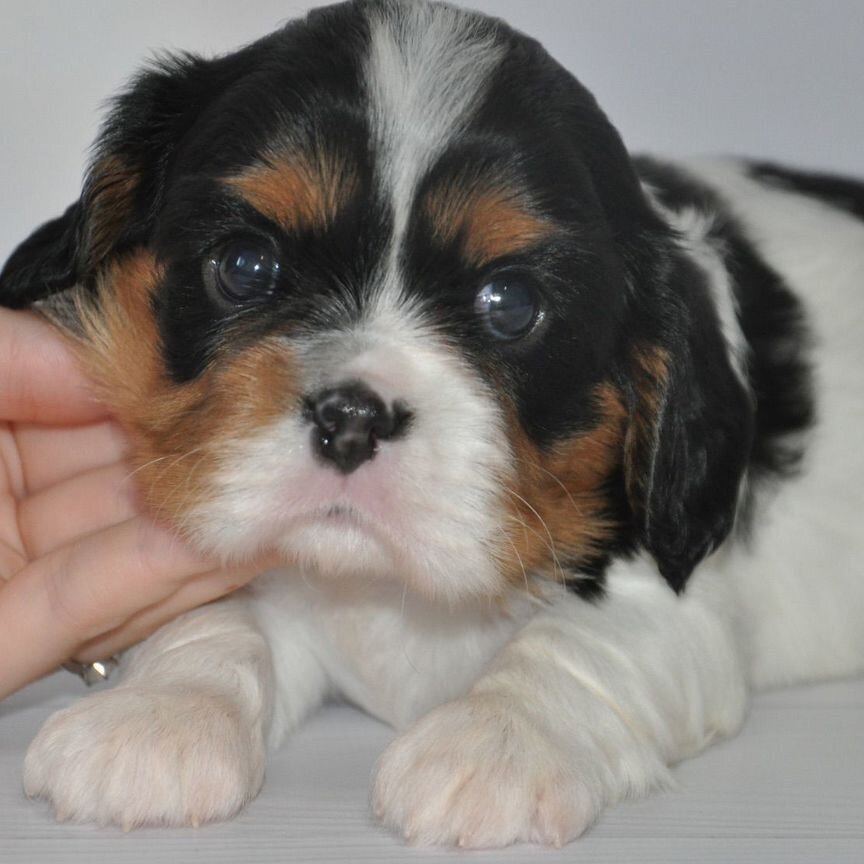 Кавалер кинг чарльз спаниель