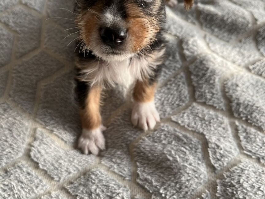 Метис Йорка дитя любви