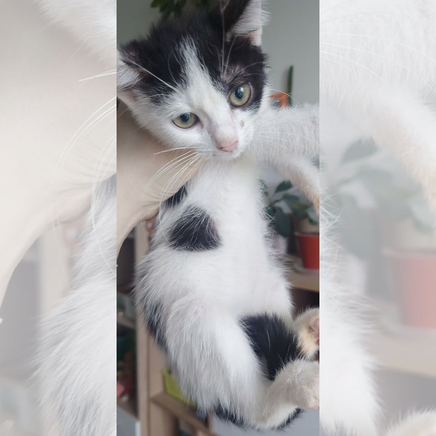 Котёнок от частного владельца
