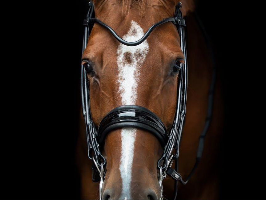 Мундштучное оголовье Edinburgh от Utzon Equestrian