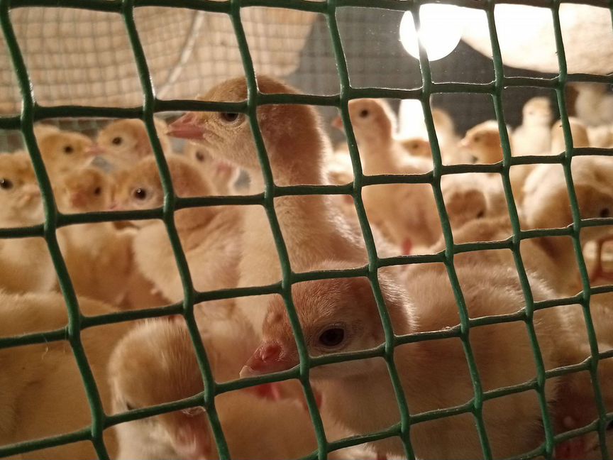 Индюшата белая широкогрудая