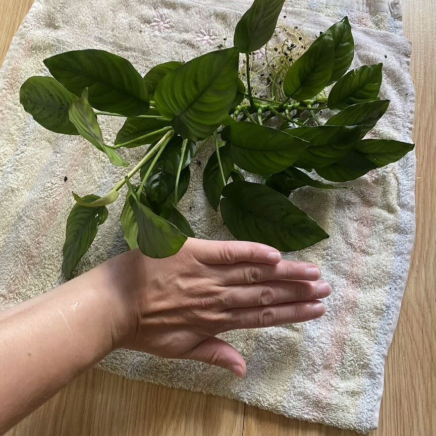 Анубиас(бронь до 19:00)