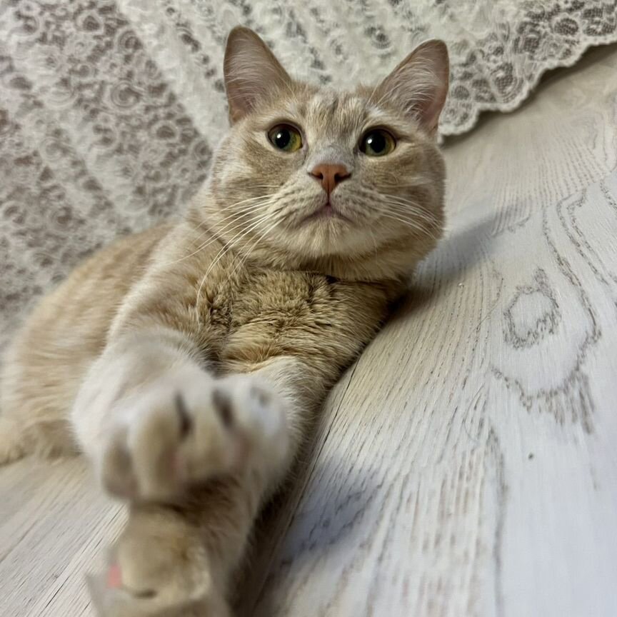 Котята в добрые руки бесплатно