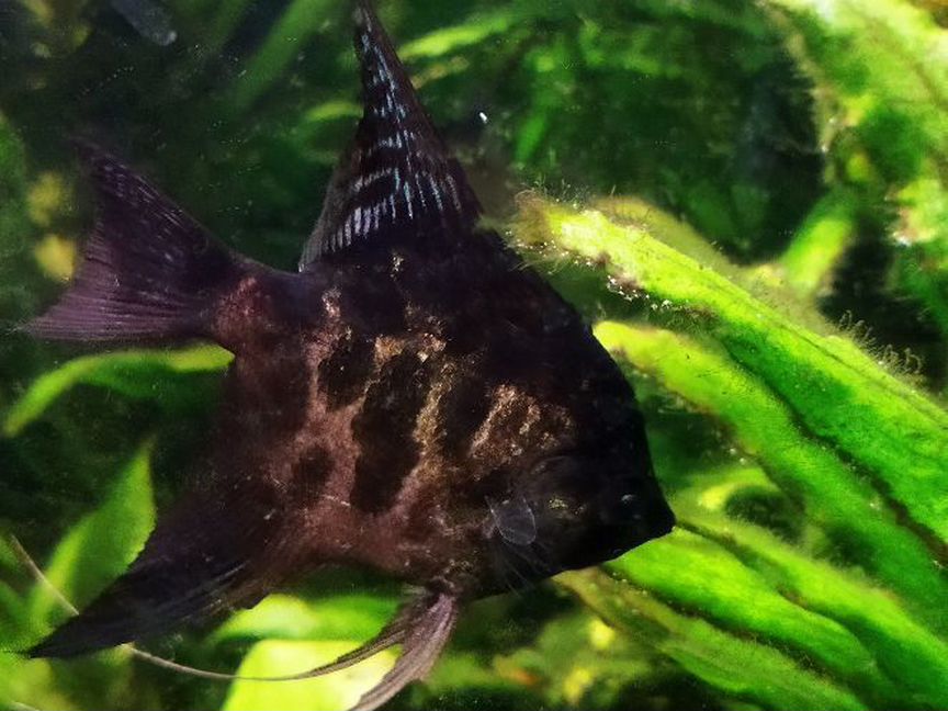 Скалярия пиной темный