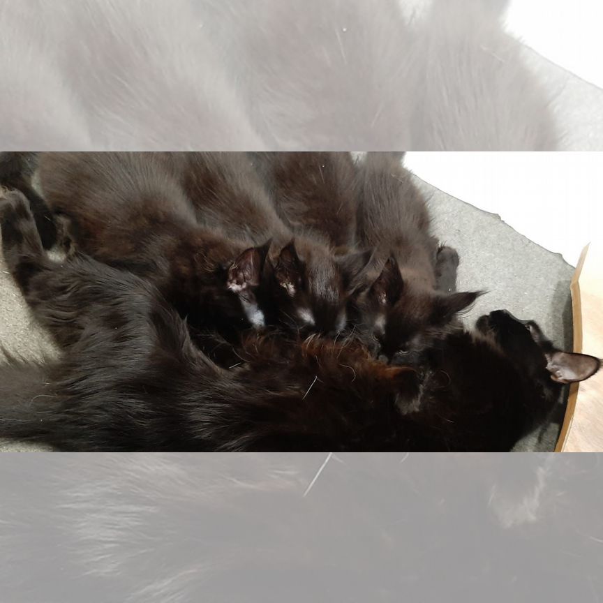 Котята мейн-куны продажа