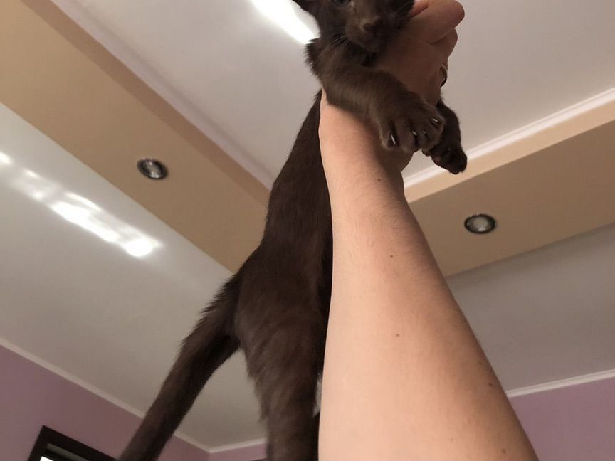 Ориентальные котята