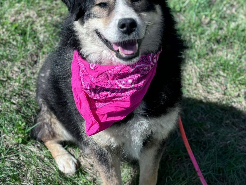 Стал ненужным и попал в приют