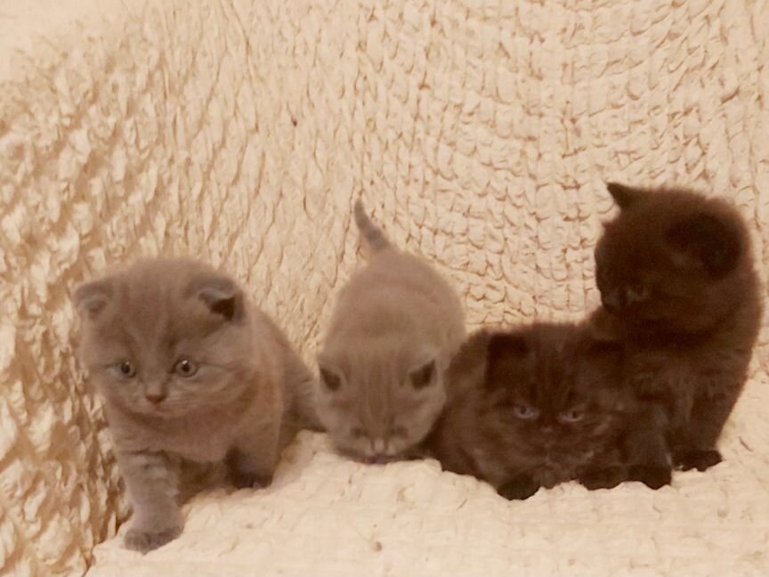 Кошки породистые