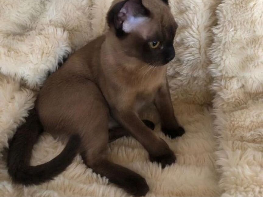 Котята европейской бурмы