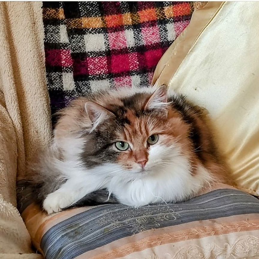 Умная милая кошечка