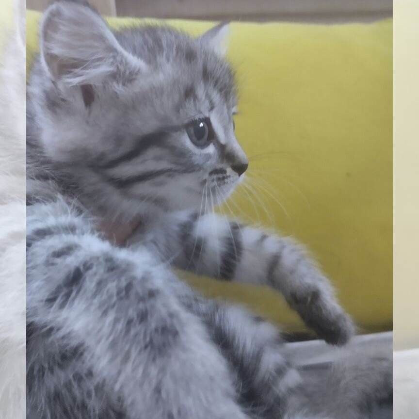 Британский короткошёрстный котёнок