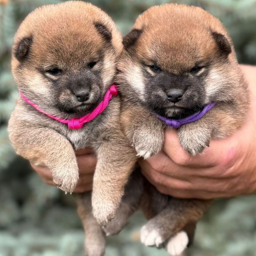 Щенки сиба ину