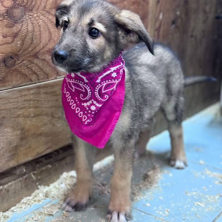 Щенок в заботливые руки