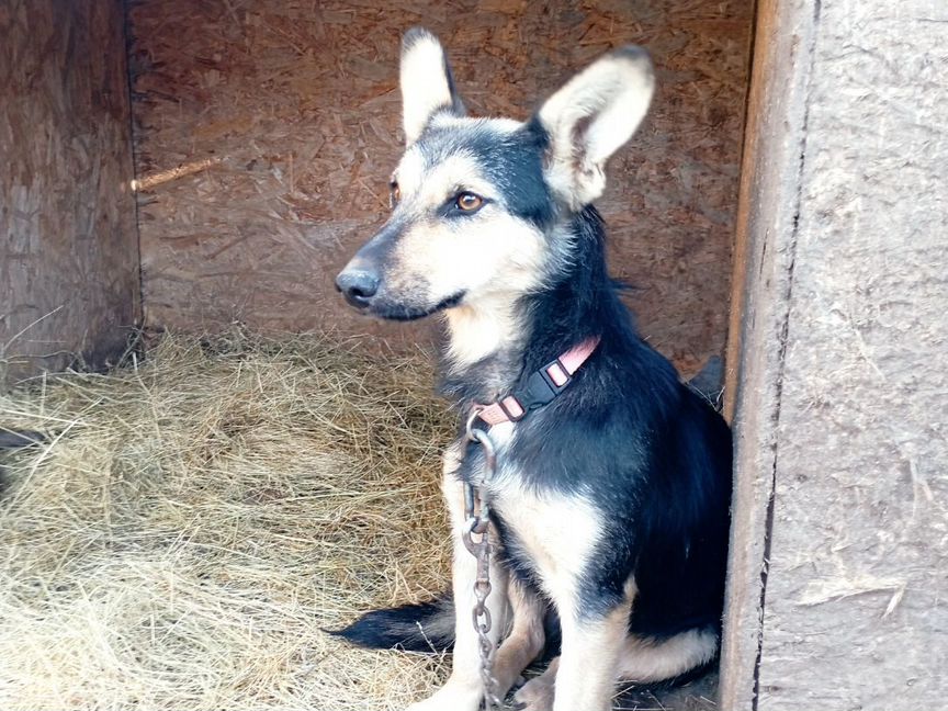 Собака в добрые руки