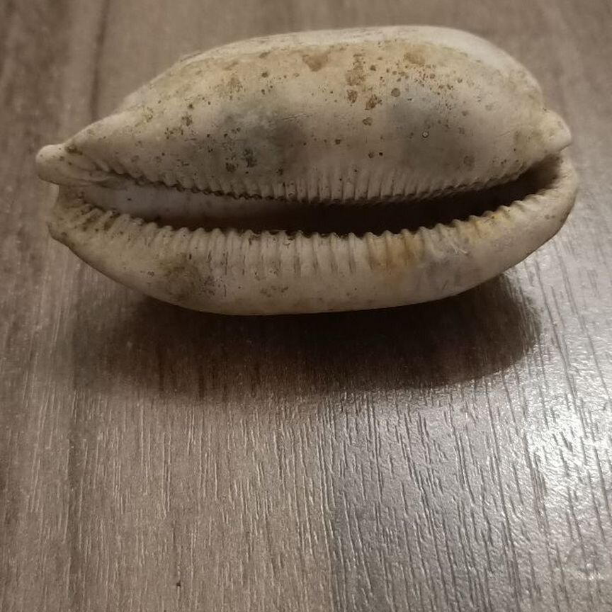 Ракушка Ципрея