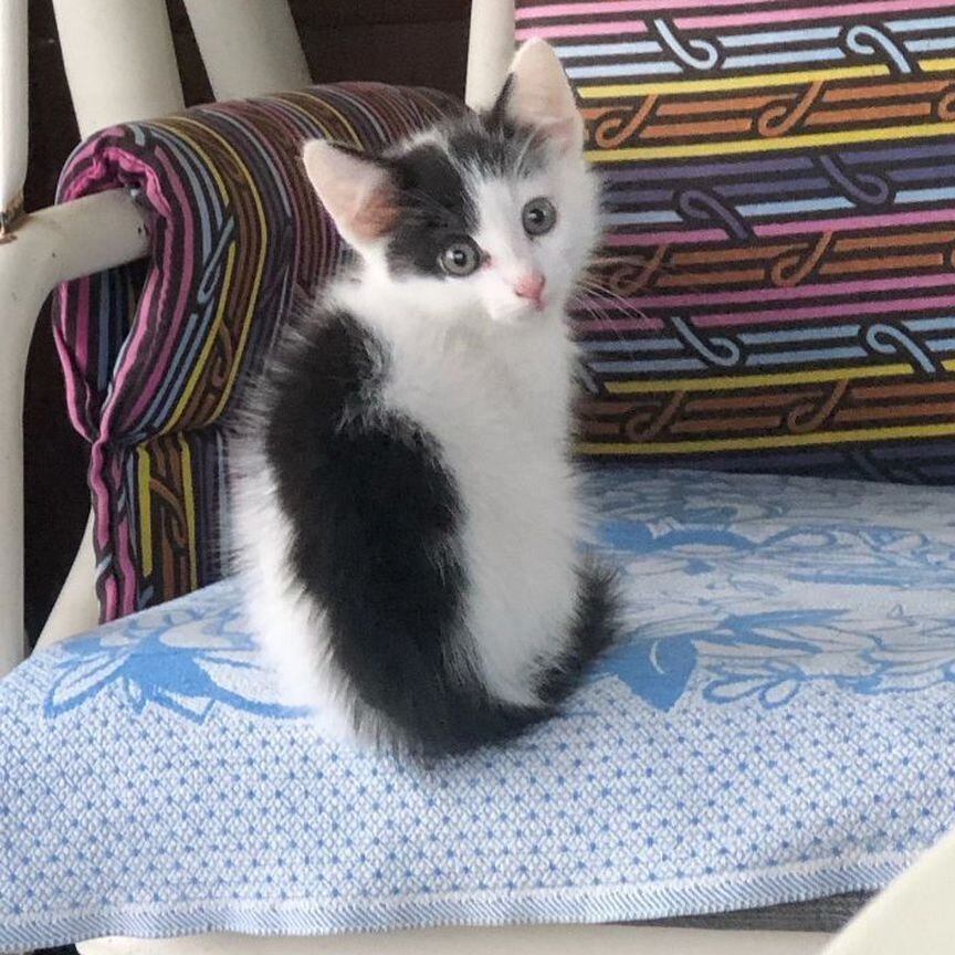 Котёнок в добрые руки