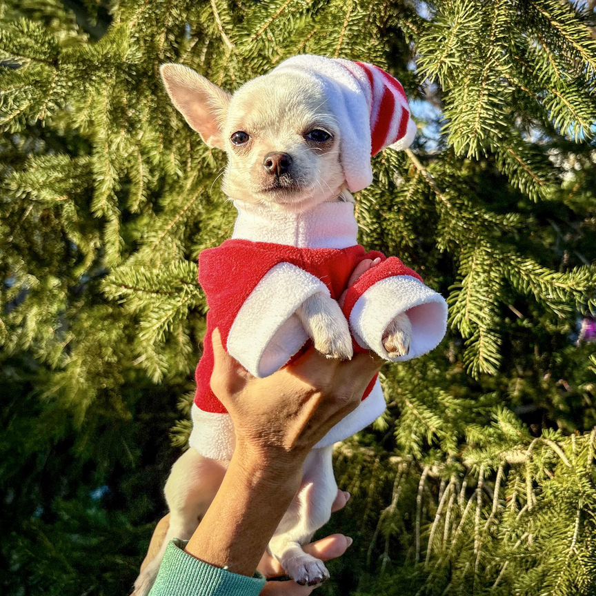 Чихуахуа, щенок