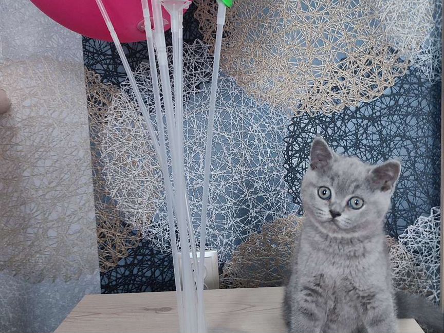 Британские котята