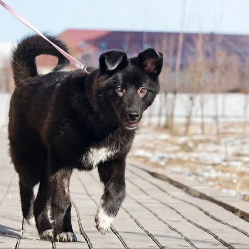 Собака в добрые руки отдам бесплатно