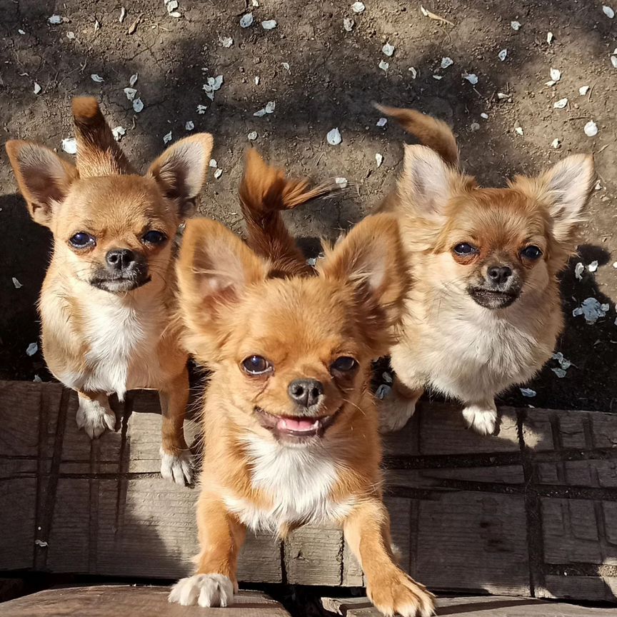 Чихуахуа, взрослый пёс