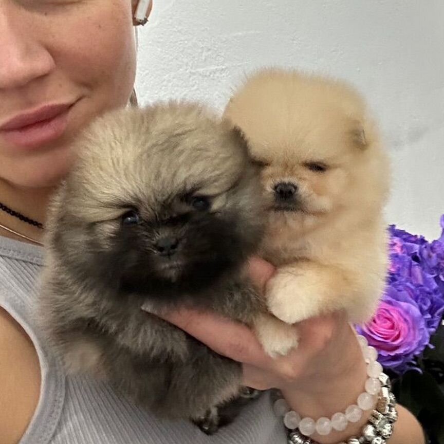 Померанский шпиц, щенок