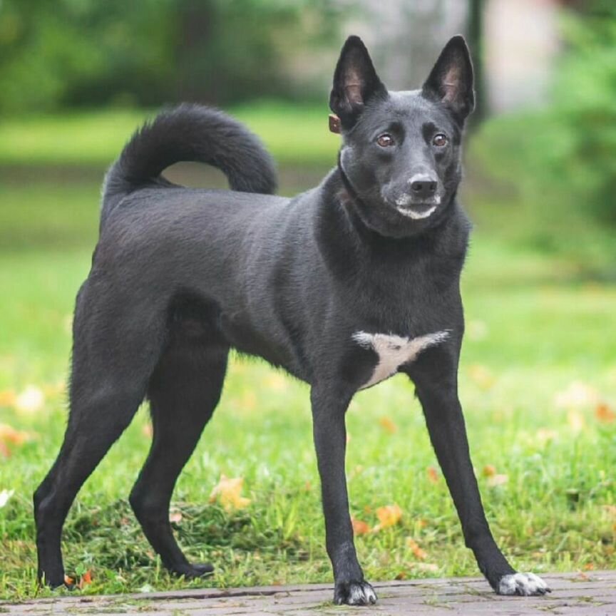 Собаки из приюта: Альма в добрые руки