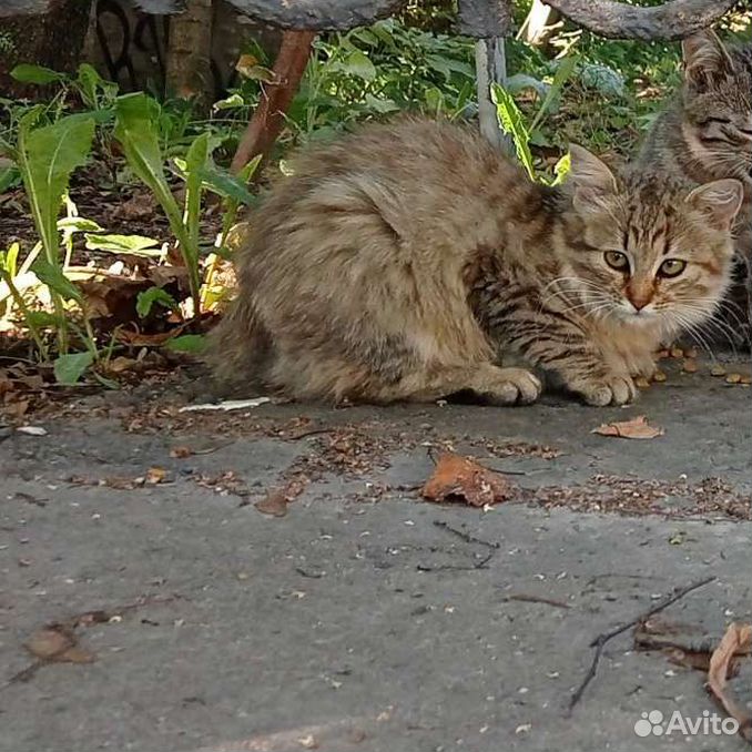 Красивые котята полосатые серенькие шпротики