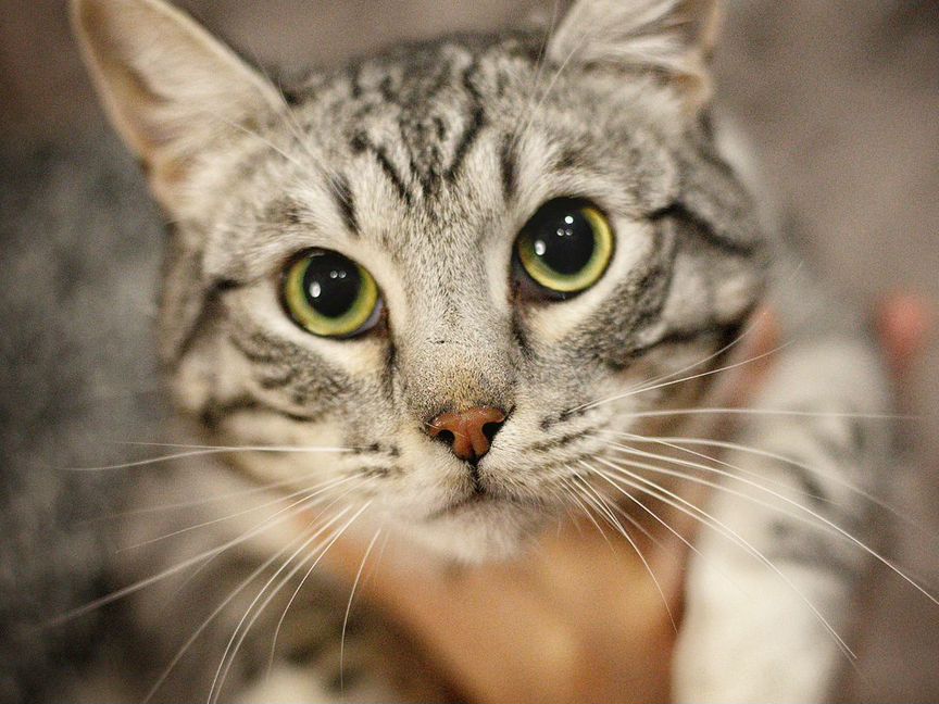 Котик Винсент - мечта любого в добрые руки