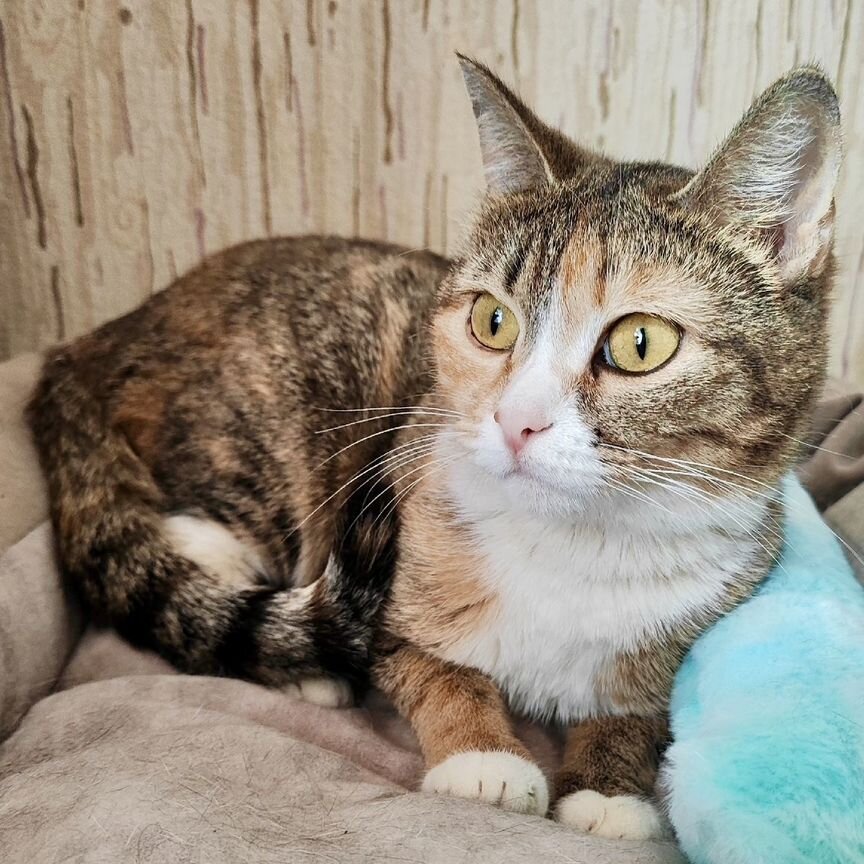 Взрослая кошка от частного владельца