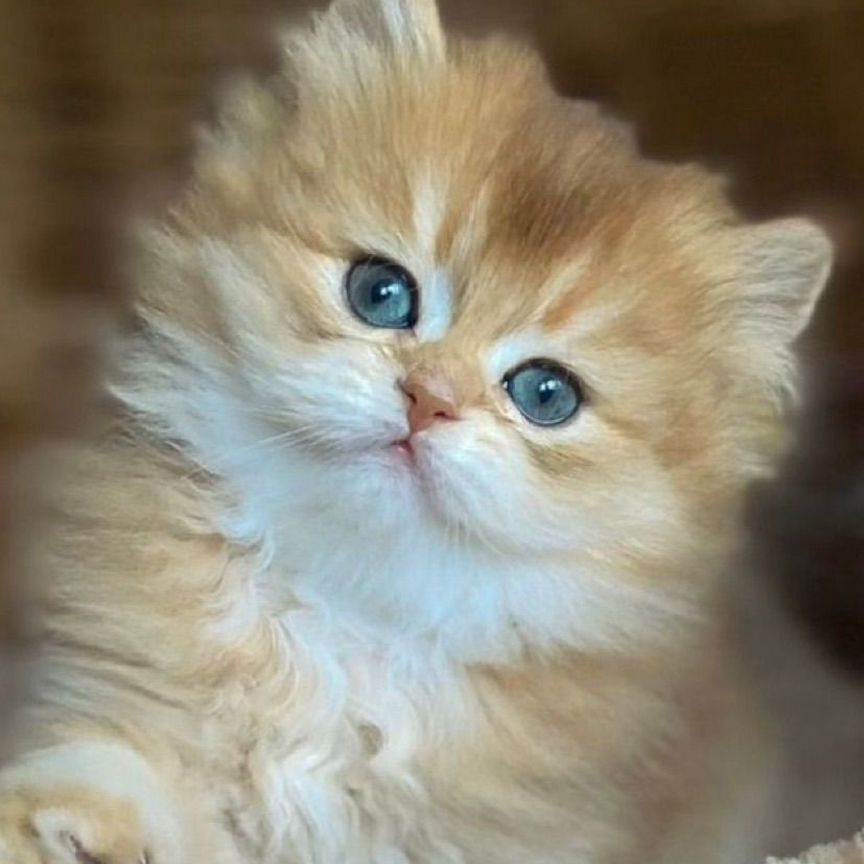 Британская кошечка Санта ny 12