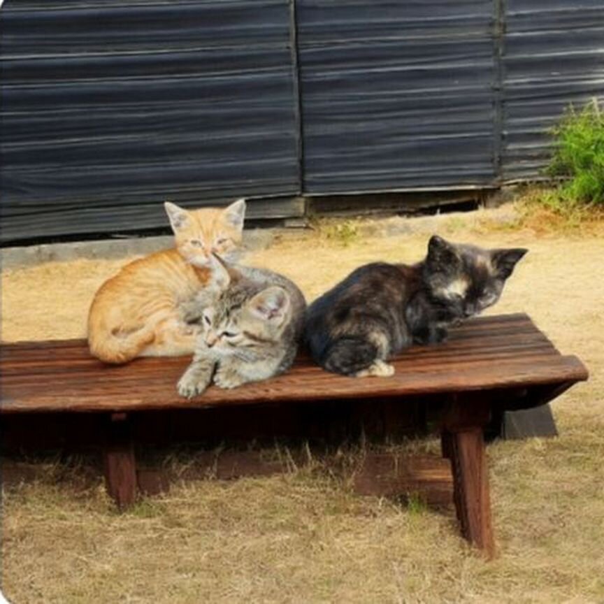 Котята найденыши
