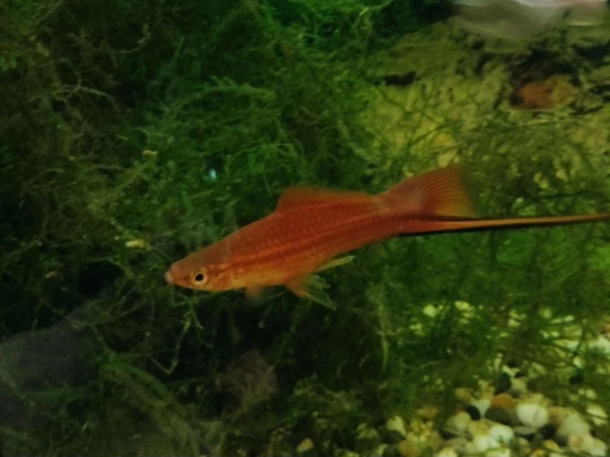 Меченосец бесплатно