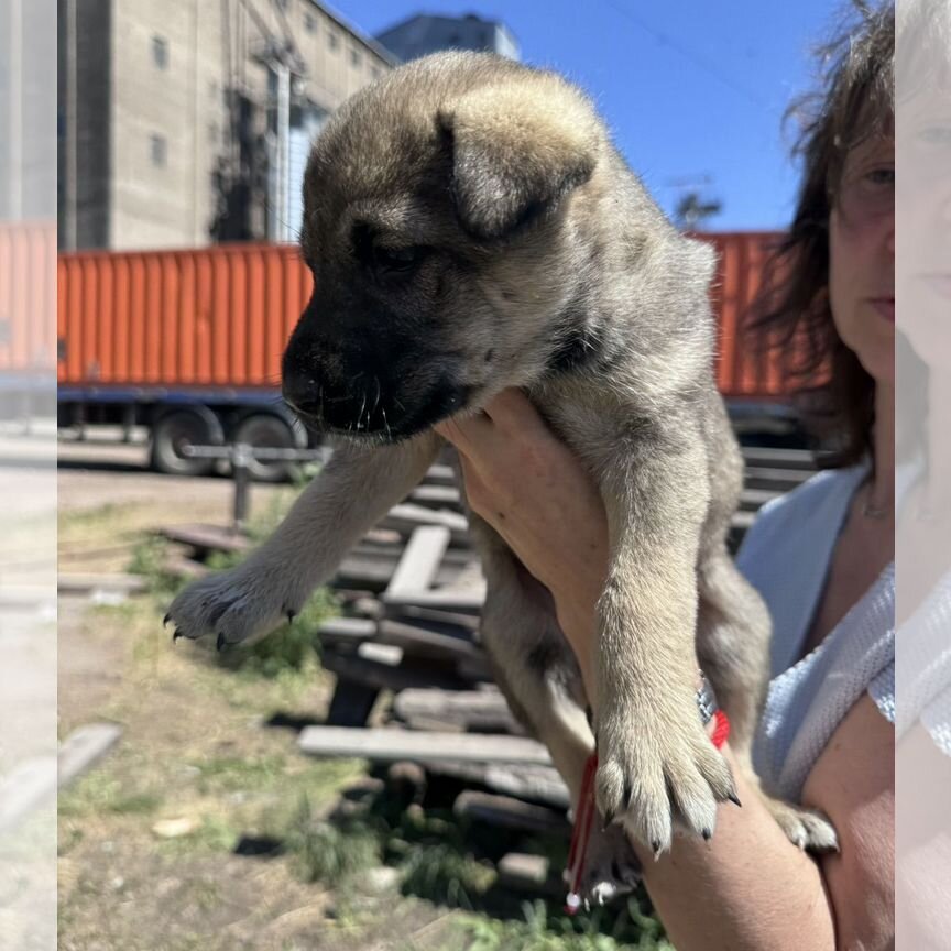 Щенок в добрые руки