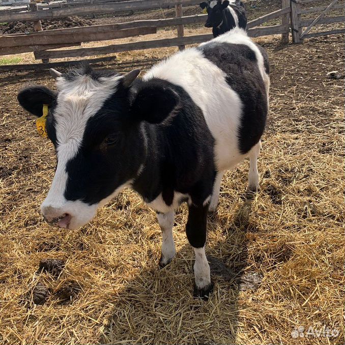 Телята бычки И телки