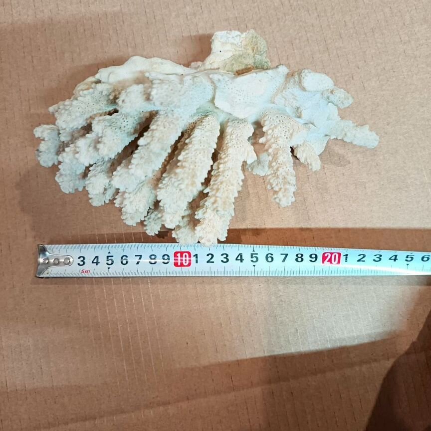 Морской коралл