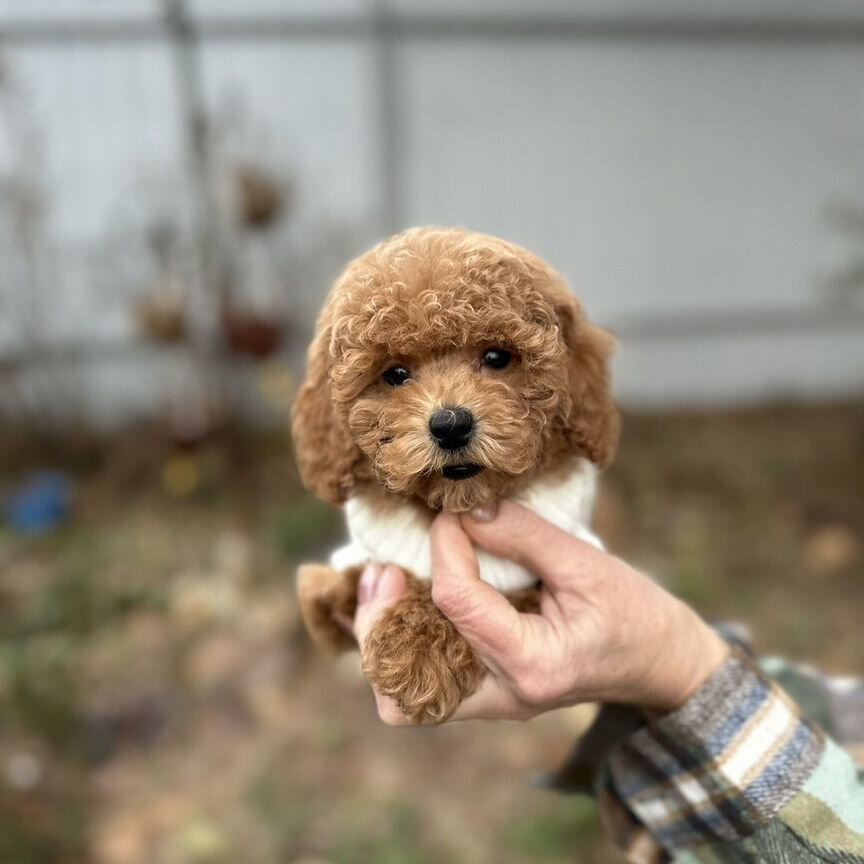 Той пудель мини