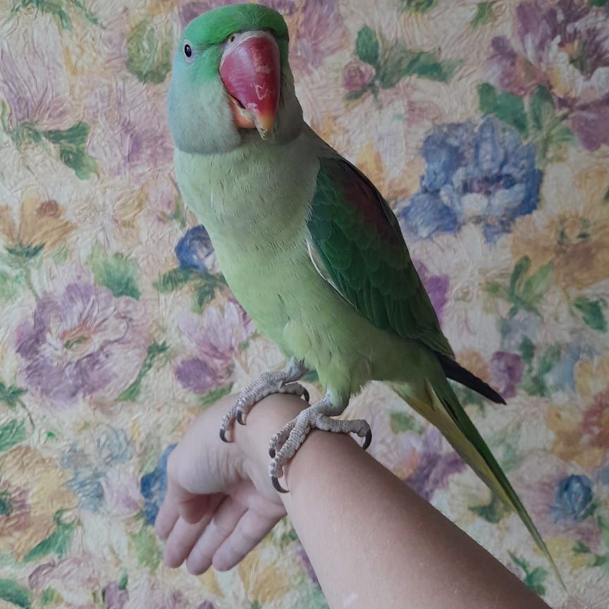 Попугай Алексендрийский