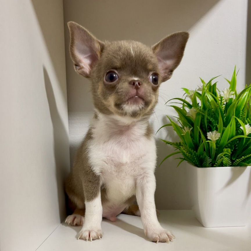 Щенки чихуахуа, мини мальчик