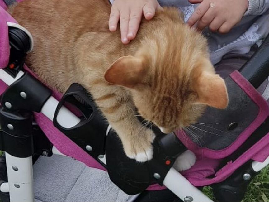 Подарите дом котятам