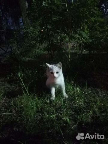 Котенок на улице