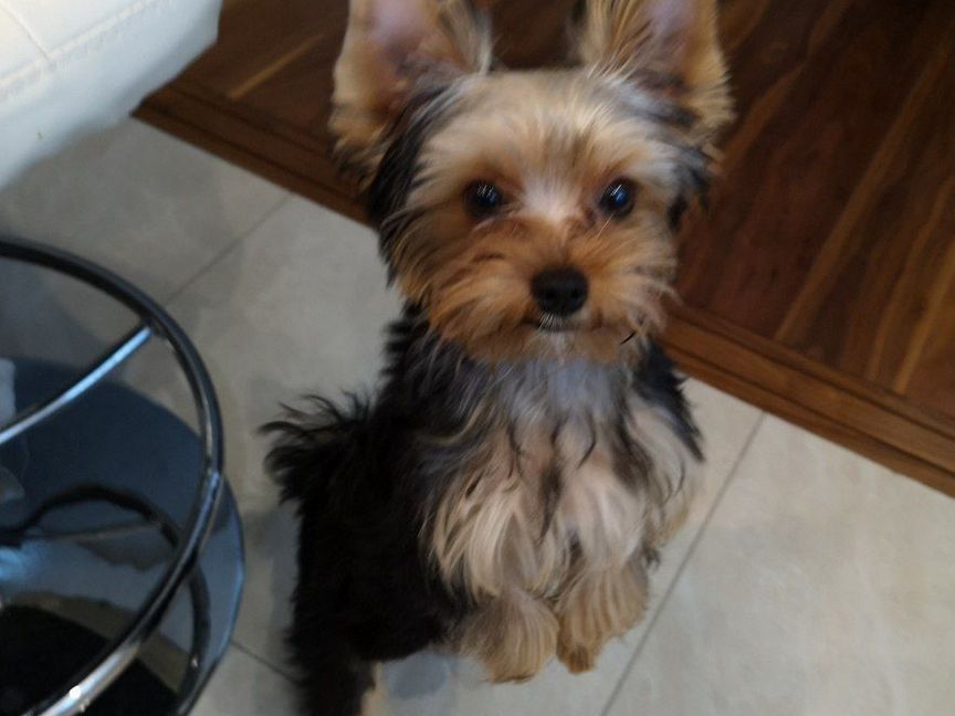 Йоркширский терьер стандарт мальчик 8 месяцев