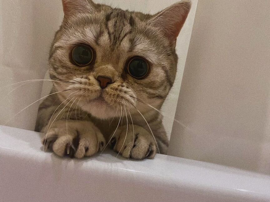 Шотландская кошка